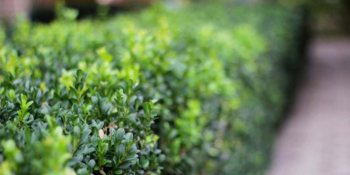 Boxwoods In Landscape Design, Why, And When To Use Them